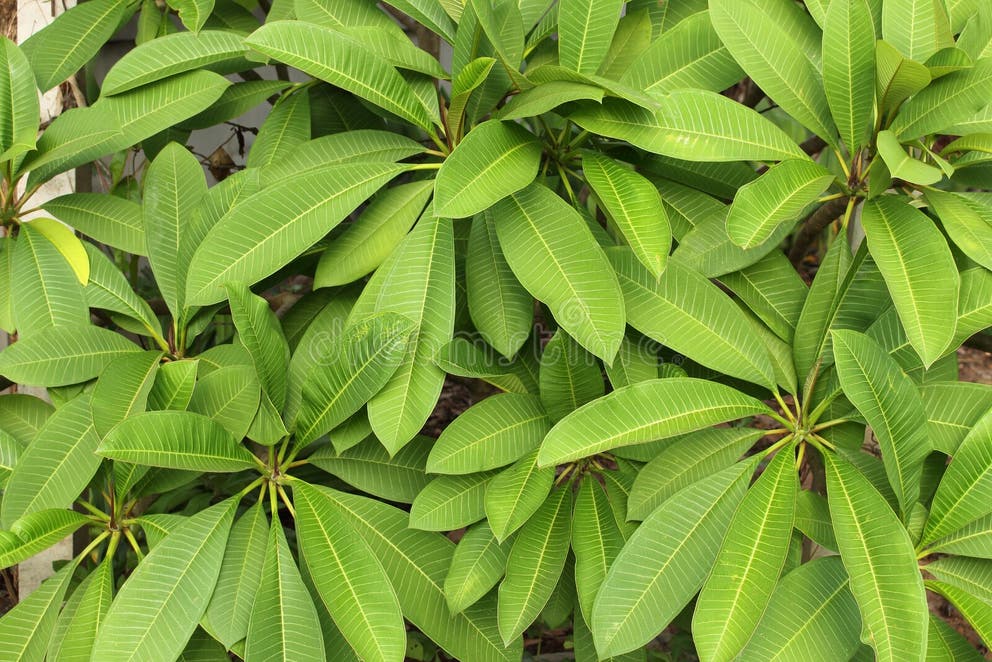 Frangipani stock image. Image of biology, green, decoration - 43153473