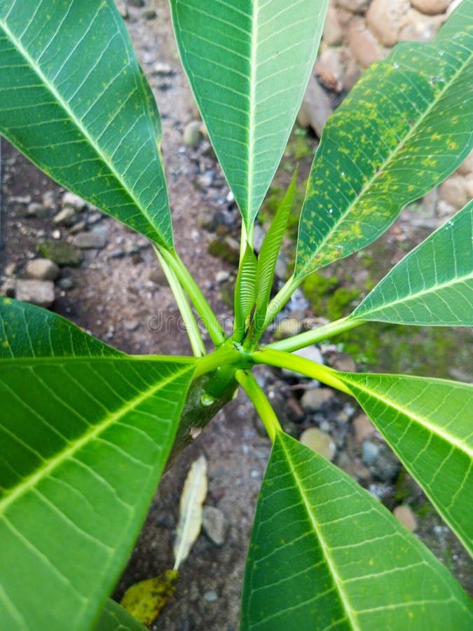 This is a frangipani tree stock image. Image of garden - 391127909