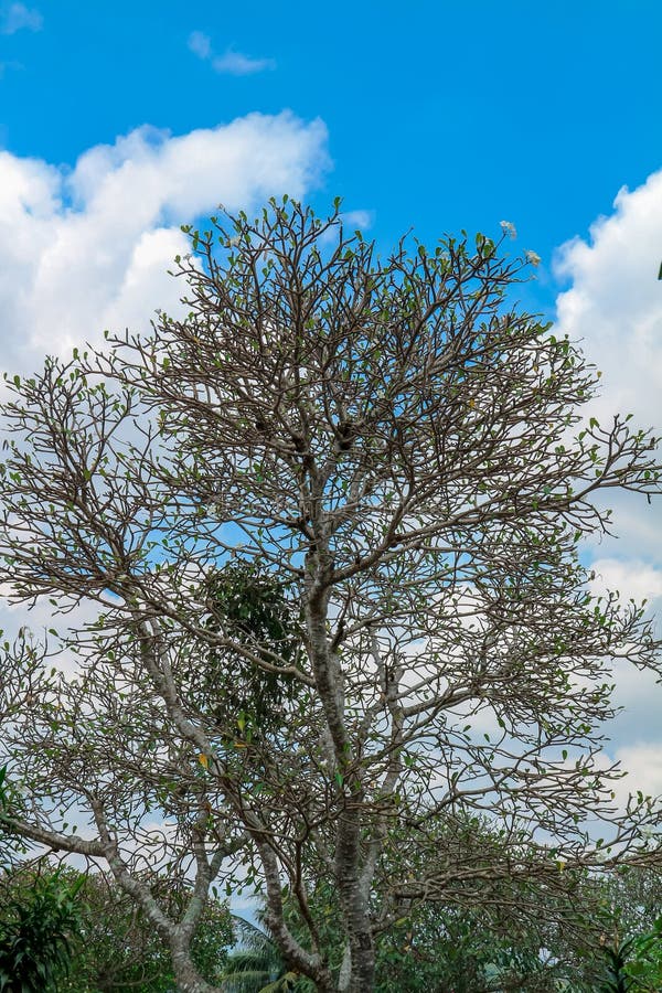 Frangipani Tree Against the Background of Blue Clouds Growing on the ...