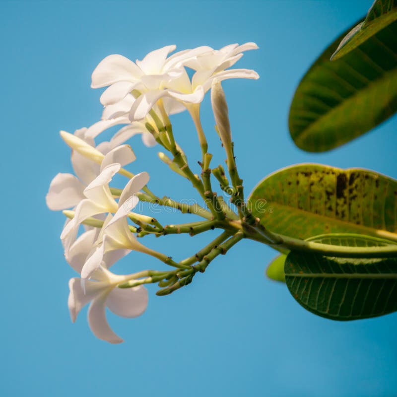Frangipani Tree stock image. Image of nature, outdoor - 51998547