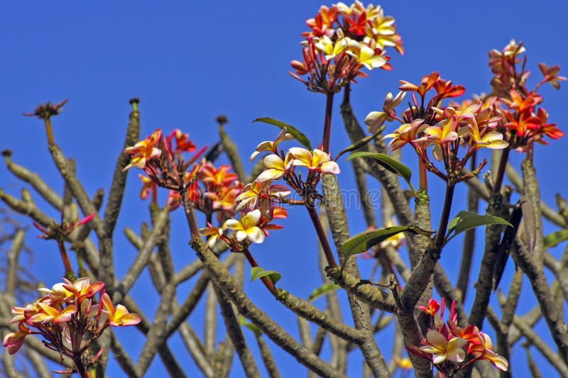 A frangipani tree in bloom stock image. Image of wildflower - 289049683