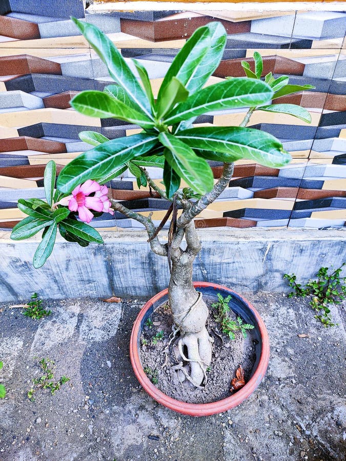 Tree Tree& X27;s Up Start Sky Big Blue Stock Photo - Image of blue ...