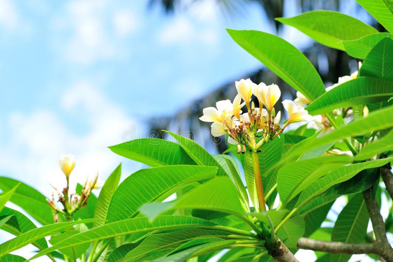 Frangipani Tree with Flowers Stock Image - Image of leelawadee, garden ...