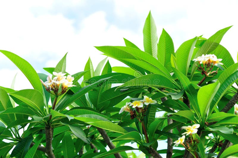 Frangipani Tree with Flowers Stock Photo - Image of plant, flower: 31398146
