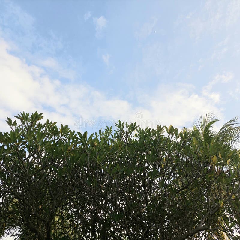 Frangipani Tree Leaves Visible with Blue Sky Stock Photo - Image of ...