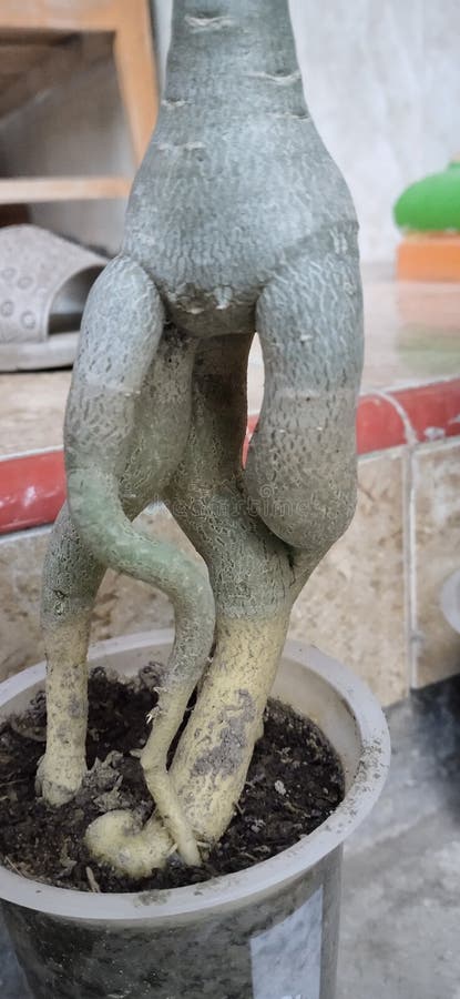 Frangipani Tree Roots that Look Unique Stock Photo - Image of tree ...