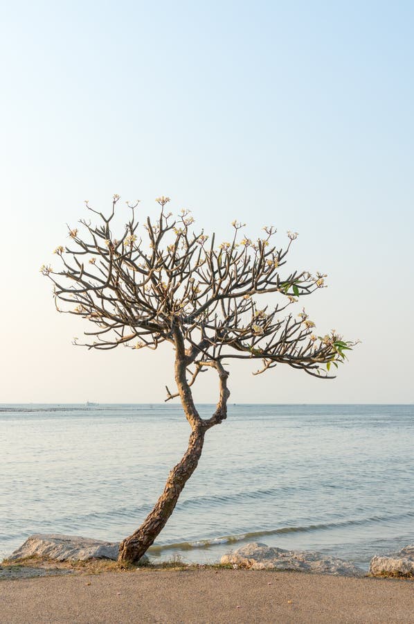 Frangipani Tree by the Sea. Side the Sea. Stock Image - Image of tall ...