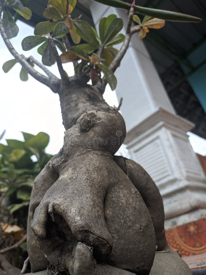 Frangipani Tree with Stout Roots and Trunk Stock Image - Image of plant ...