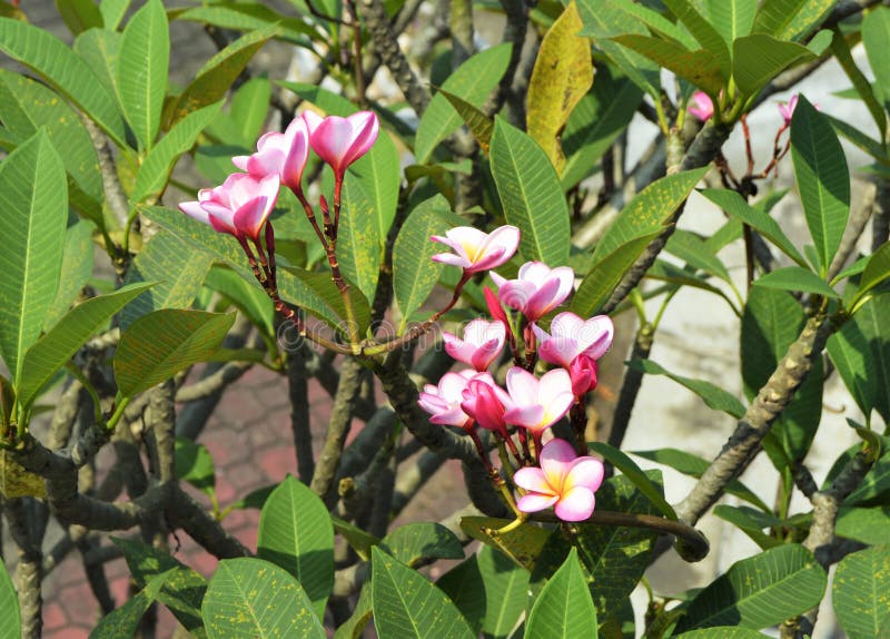 Frangipani tree stock image. Image of tropical, beauty - 74480733
