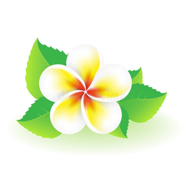 Tonga Flower Stock Illustrations – 59 Tonga Flower Stock Illustrations ...