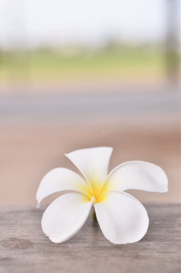 Frangipanni blossom stock image. Image of aroma, plant - 39698961
