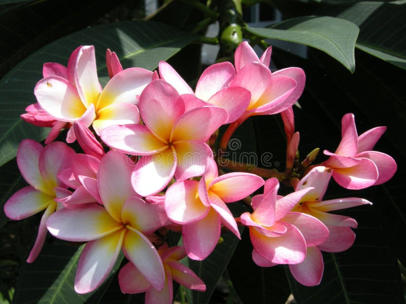 Frangipanni U. X28; Plumeria Rubra& X29; Stockbild - Bild von inseln ...