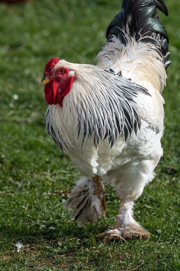 Frango branco brahma imagem de stock. Imagem de rural - 191094231