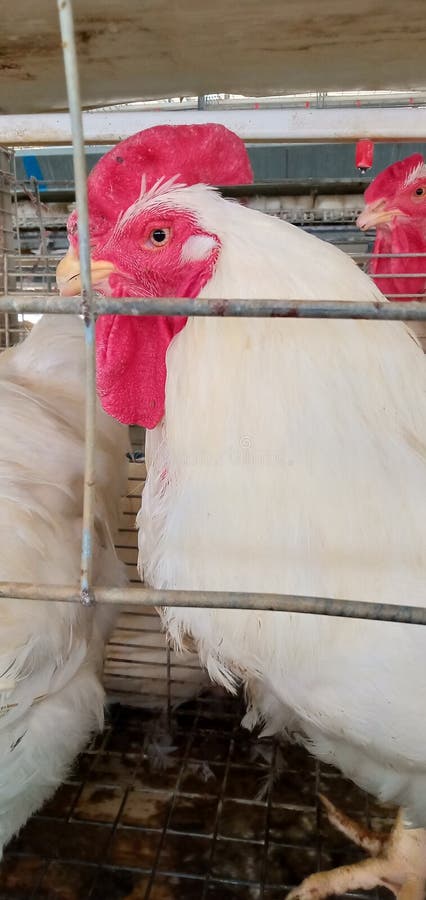 Frango branco-indiano foto de stock. Imagem de bebida - 241636226