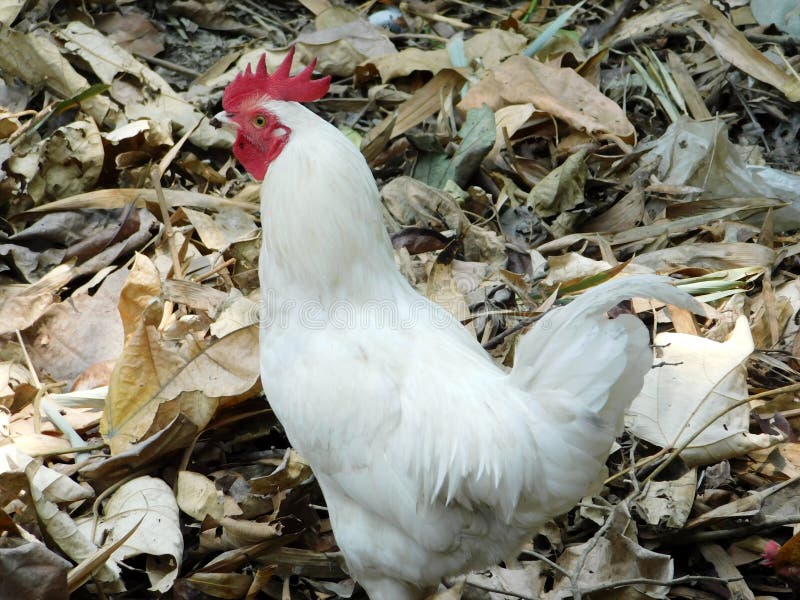 Frango Branco Macho Na Floresta Imagem de Stock - Imagem de fundo ...