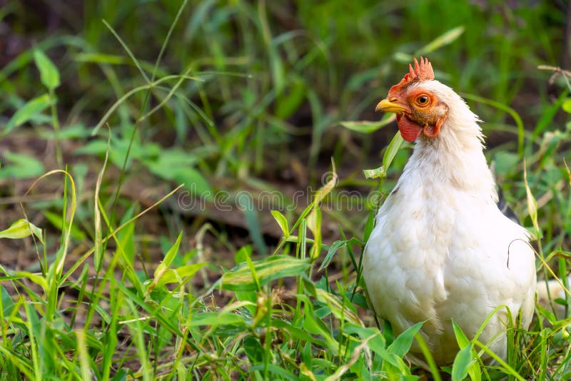 Frango branco foto de stock. Imagem de branco, prole - 223237220