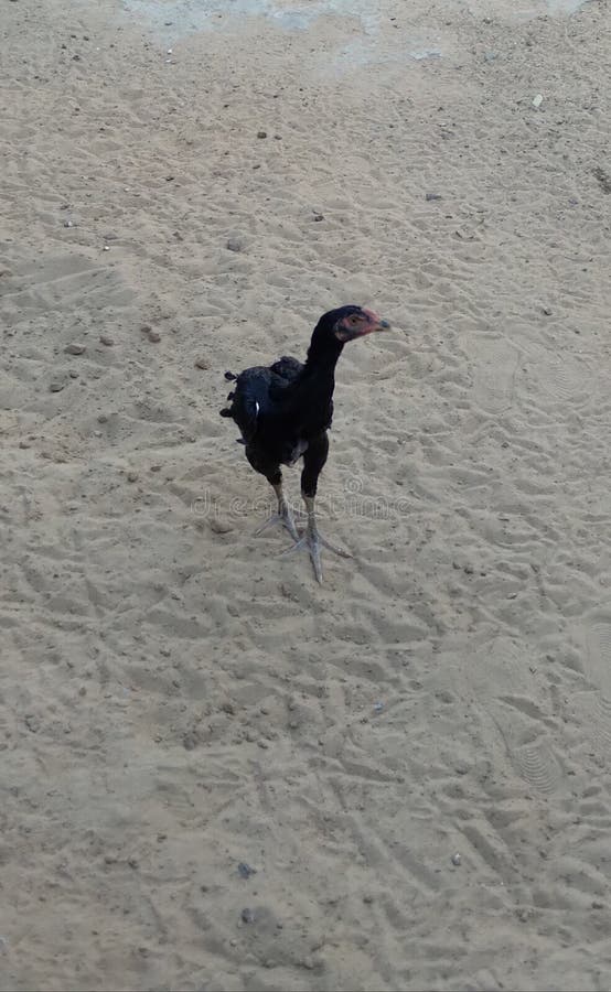Frango Brasileiro Conhecido Como Frango Seco Imagem de Stock - Imagem ...