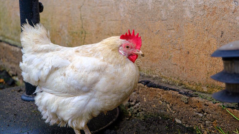 Frangos Selvagens. Frango Armado Galinhas Felizes Imagem de Stock ...
