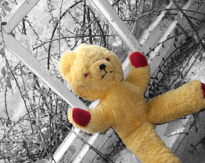 Frank the bear stock photo. Image of yellow, feed, abandoned - 90390008