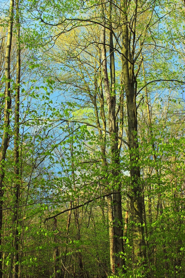Frank Gantz ślad &-x28; 4&-x29; Obraz Stock - Image of poconos, wiosna ...