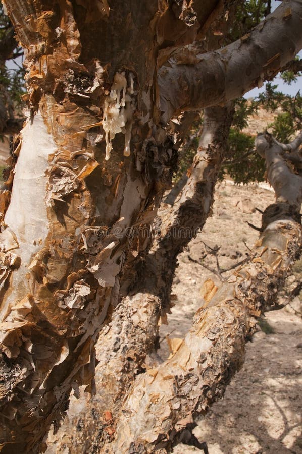 Frankincense tree stock photo. Image of environment, arabic - 13948852