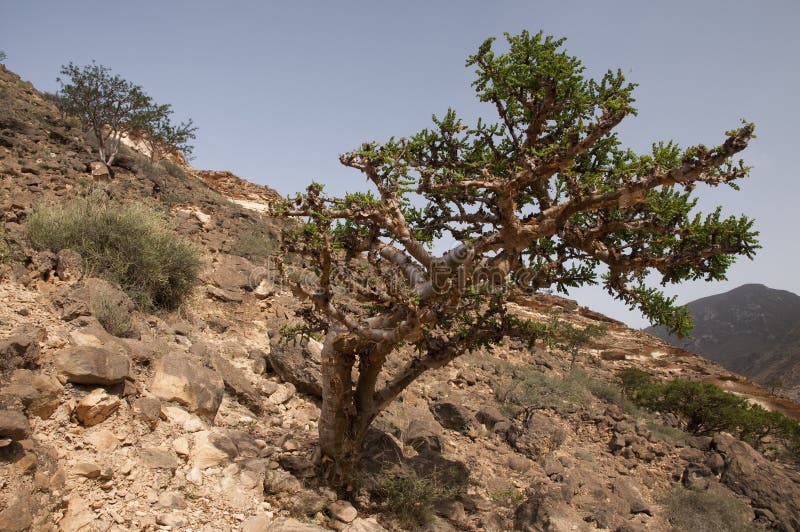 Myrrh tree stock image. Image of frankincense, yemen - 13805611