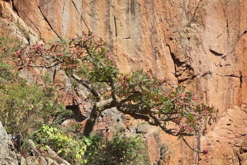 Frankincense tree stock photo. Image of salalah, trees - 19713952