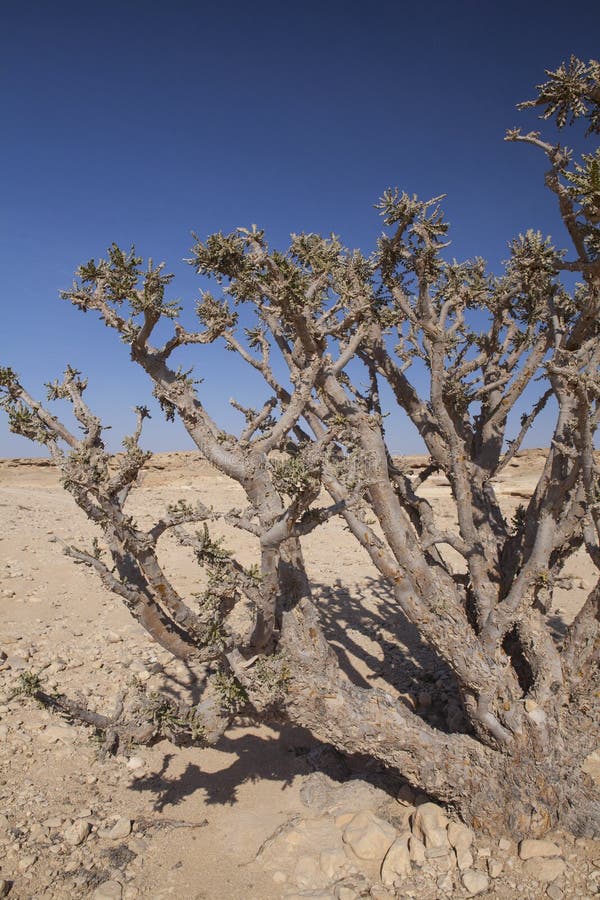 Frankincense tree stock photo. Image of doka, dawkah - 65519292