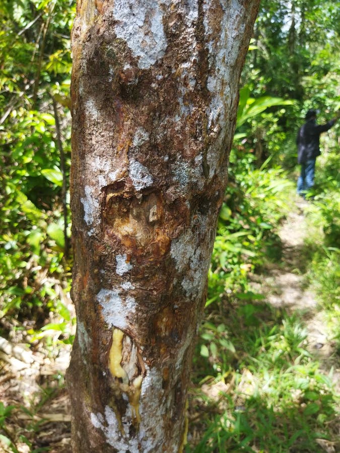 Frankincense tree incense stock photo. Image of incense - 265786036