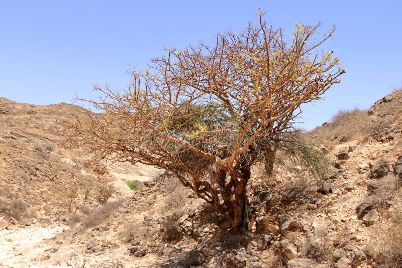 Frankincense Trees in Dhofar Mountains, Oman Stock Photo - Image of ...