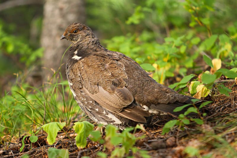 Franklin s Spruce Grouse stock image. Image of outside - 16193277
