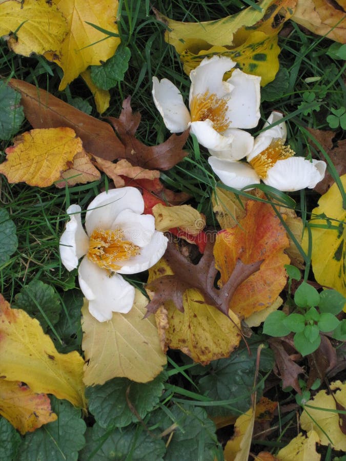 Franklin Tree Flowers stock photo. Image of shrub, commonly - 90587120