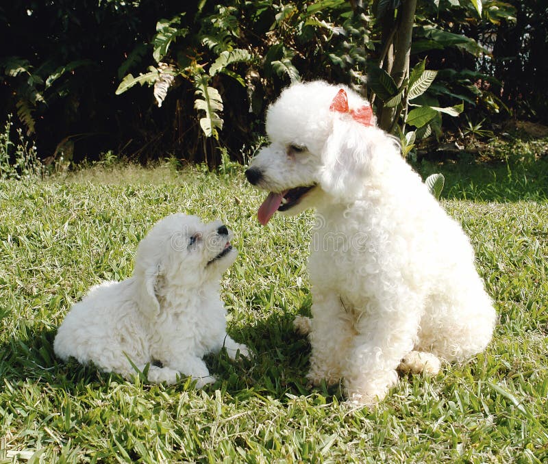 Franse poedel stock afbeelding. Image of baby, leuk, neus - 5209227