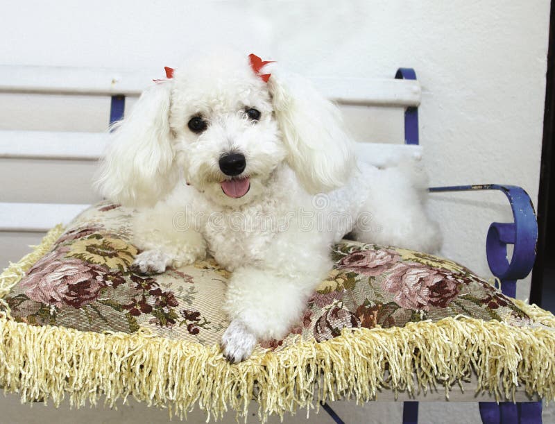 Franse Poedel Op Hoofdkussen Stock Afbeelding - Image of zuiver ...