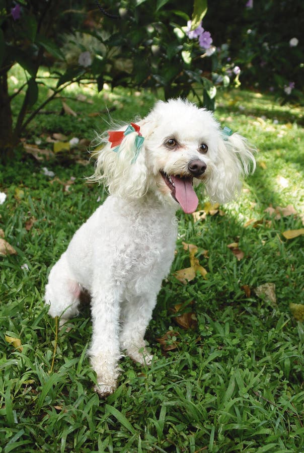Franse poedel stock afbeelding. Image of baby, leuk, neus - 5209227
