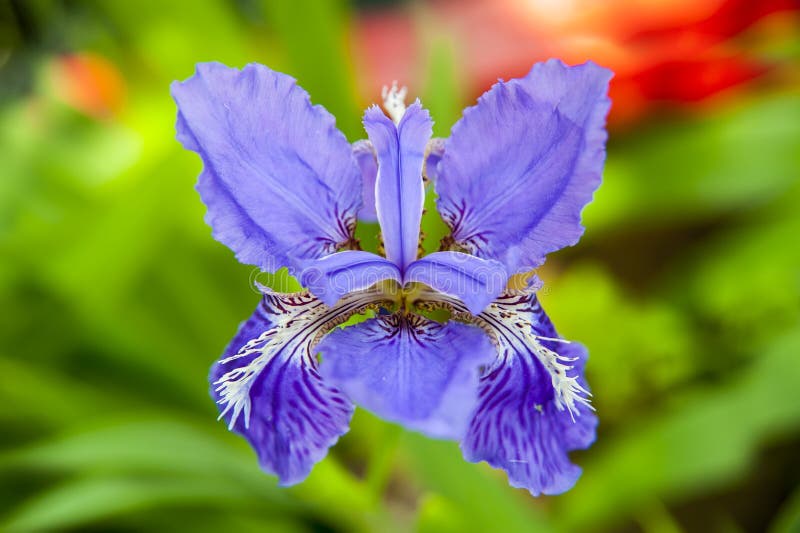 Fransk Lilja För Iristectorumsentens Fotografering för Bildbyråer ...