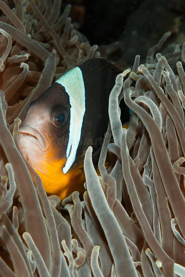 Frantic fish stock photo. Image of underwater, twobar - 21361244