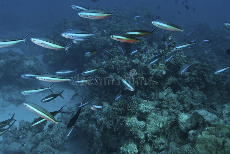 Frantic Fusiliers Stock Photos - Free & Royalty-Free Stock Photos from ...