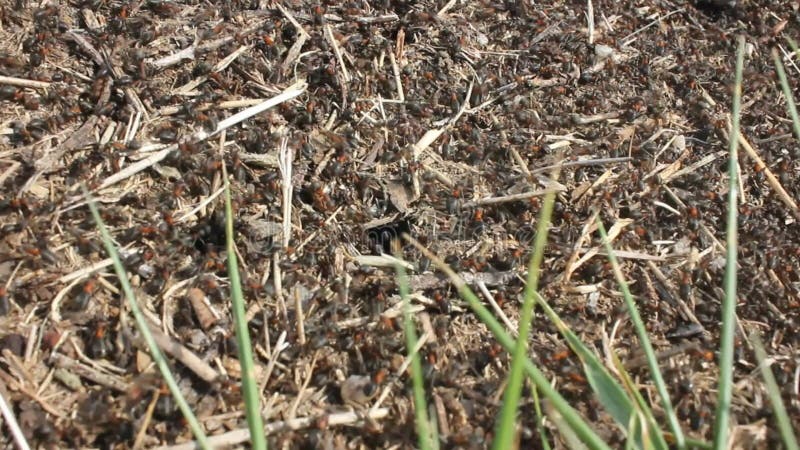 Frantic Movement of Ants in the Anthill Stock Footage - Video of hill ...