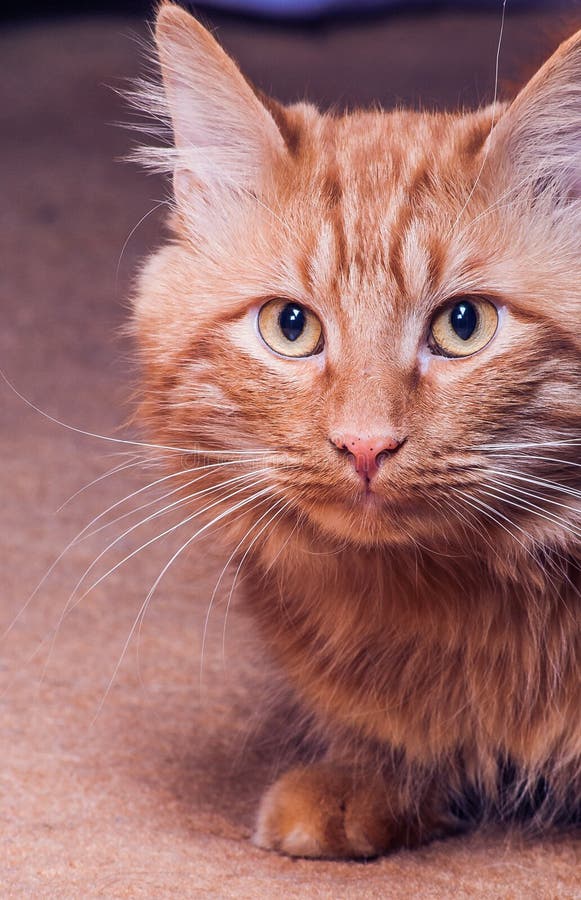 Frantically looking cat stock photo. Image of calm, whisker - 28112698