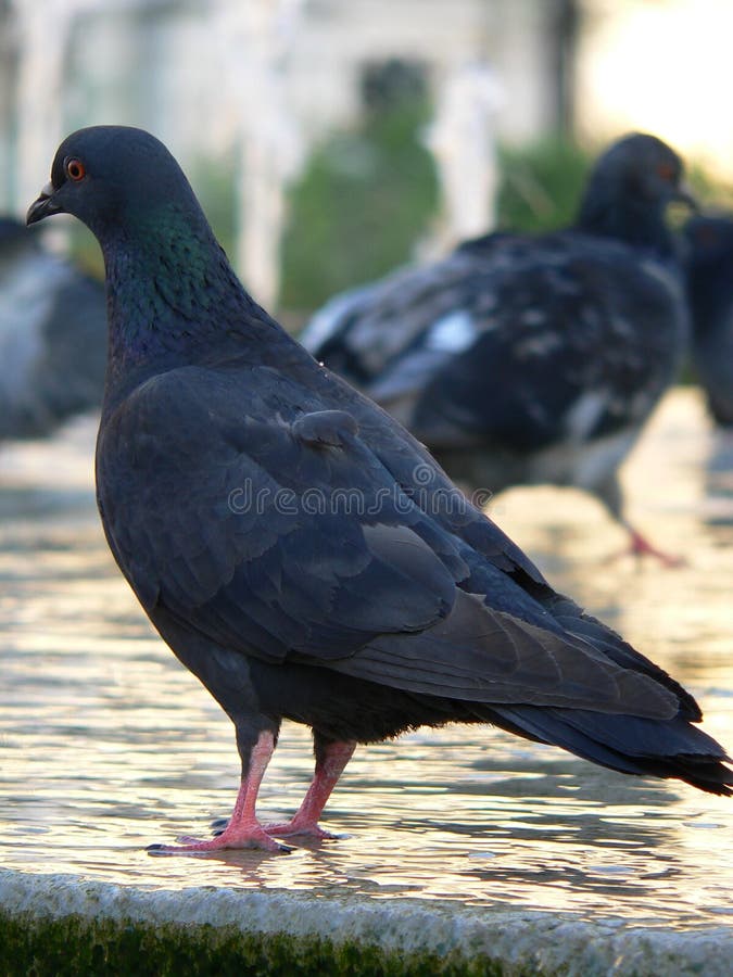 Karikaturtauben vektor abbildung. Illustration von getrennt - 30417028