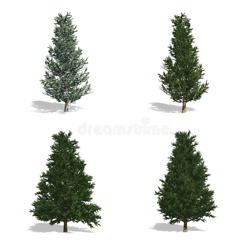 Fraser Fir Stock Illustrations – 63 Fraser Fir Stock Illustrations ...