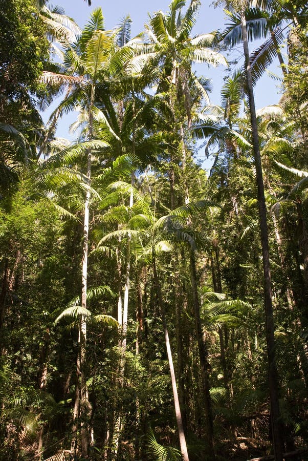 Fraser Island Forest stock image. Image of travel, beautiful - 8444855
