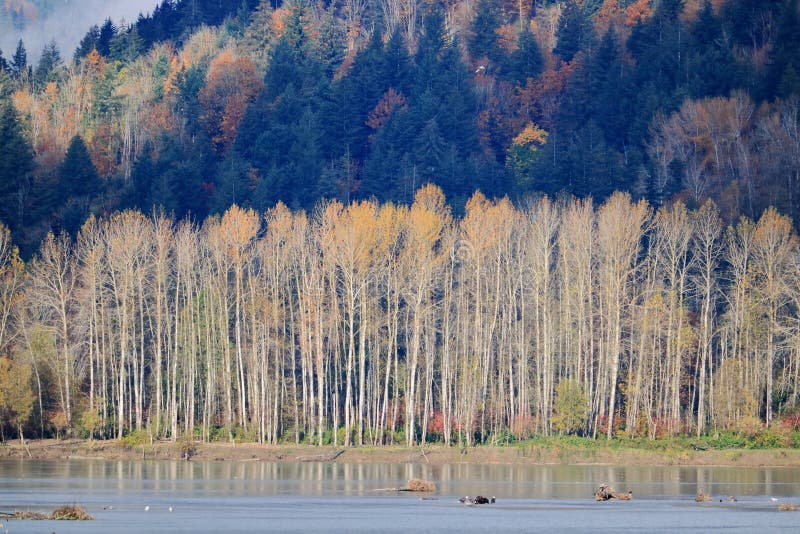 Fraser River Fall Foliage stock photo. Image of forests - 349741794