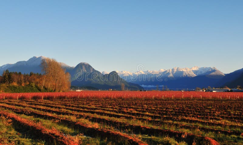 Fraser Valley Blueberry Farm in Winter Stock Photo - Image of valley ...