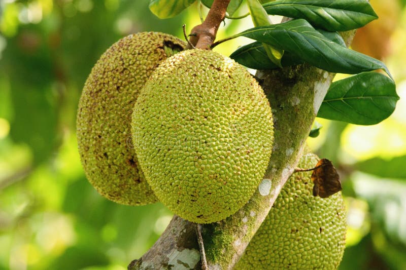 Frash Jackfruit Growing on the Tree Stock Photo - Image of closeup ...
