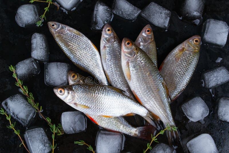 Frash Raw River Fish on Dark Metal Background with Herbs and Pieces of ...