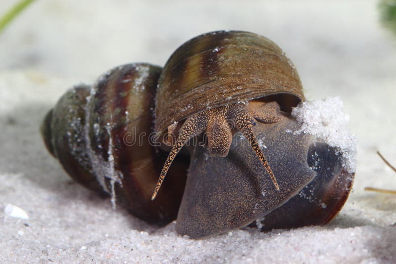 Frashwater Snail (Bithynia) on Ponds Bottom Stock Photo - Image of ...