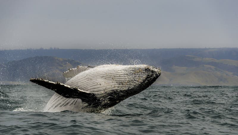 Frattura Della Balena Di Humpback Immagine Stock - Immagine di ...