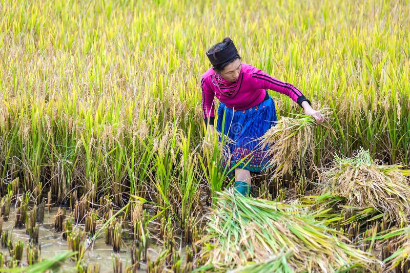 Ernten des Reises redaktionelles foto. Bild von reis - 35782366